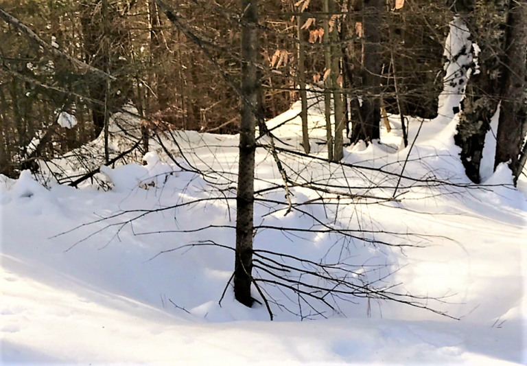 How To Survive A Tree Well - Points North Physical Therapy